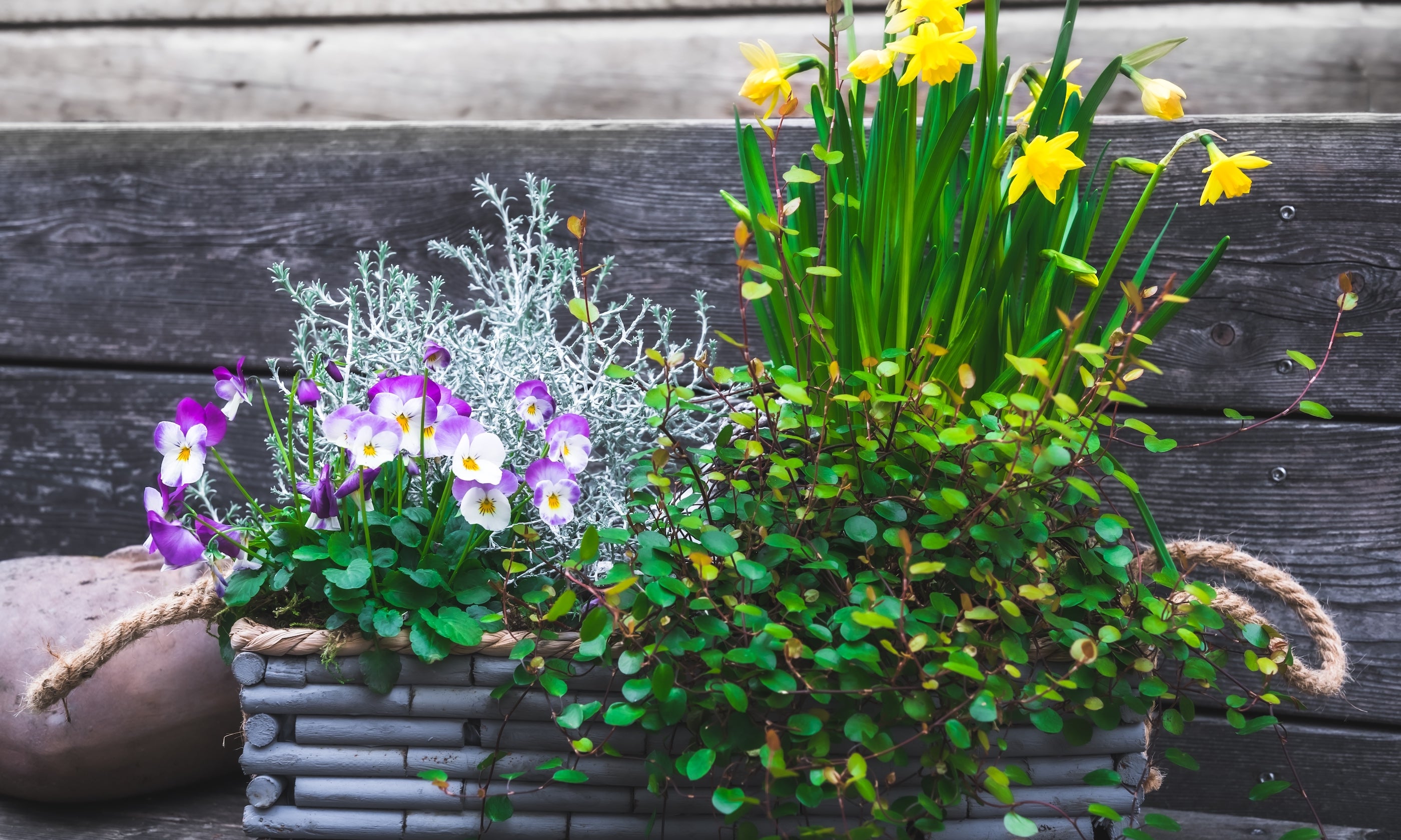 Custom Pots for Home – The Dirt Bar